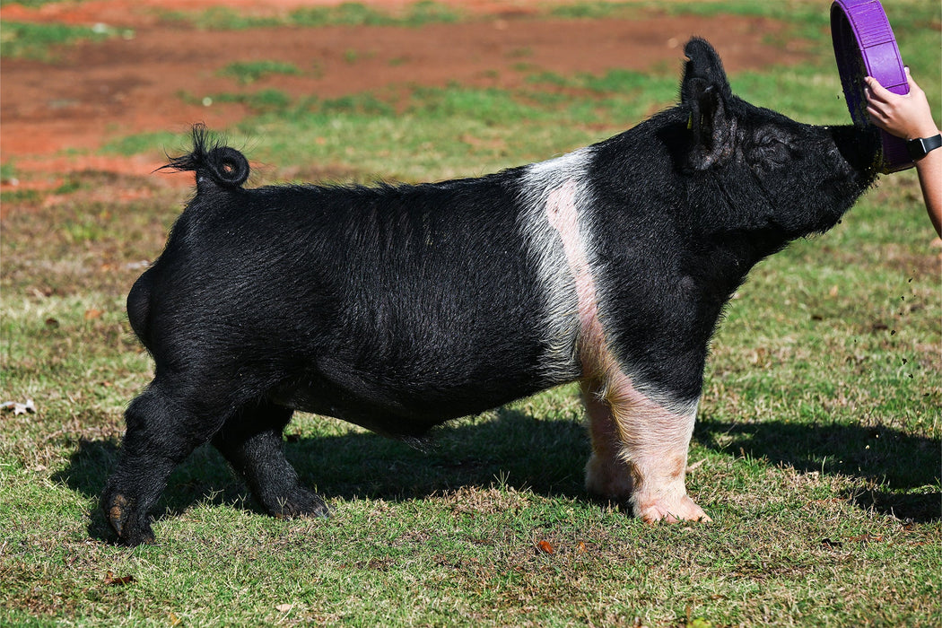 All Boars – Savage Sires