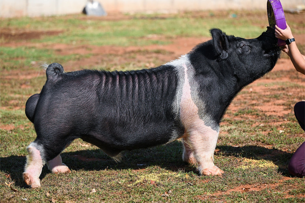 Smoke Signal – Savage Sires