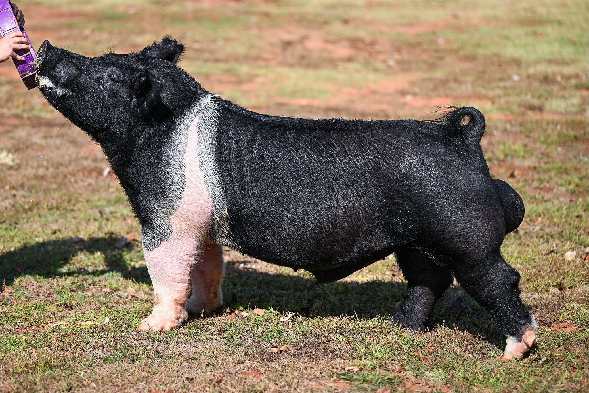 All Boars – Savage Sires